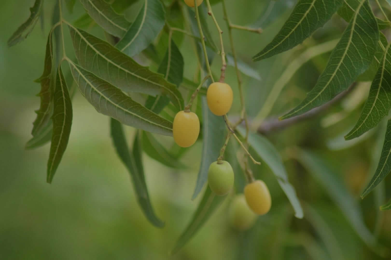 Neem India Pvt. Ltd. – Neem India Products Pvt. Ltd. has developed a ...